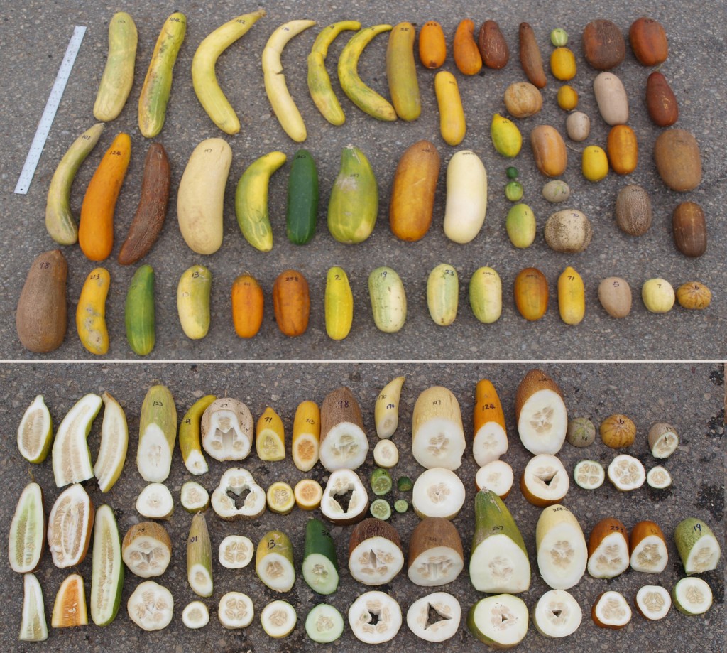 Weng Lab – Cucumber Genetics, Genomics and Breeding